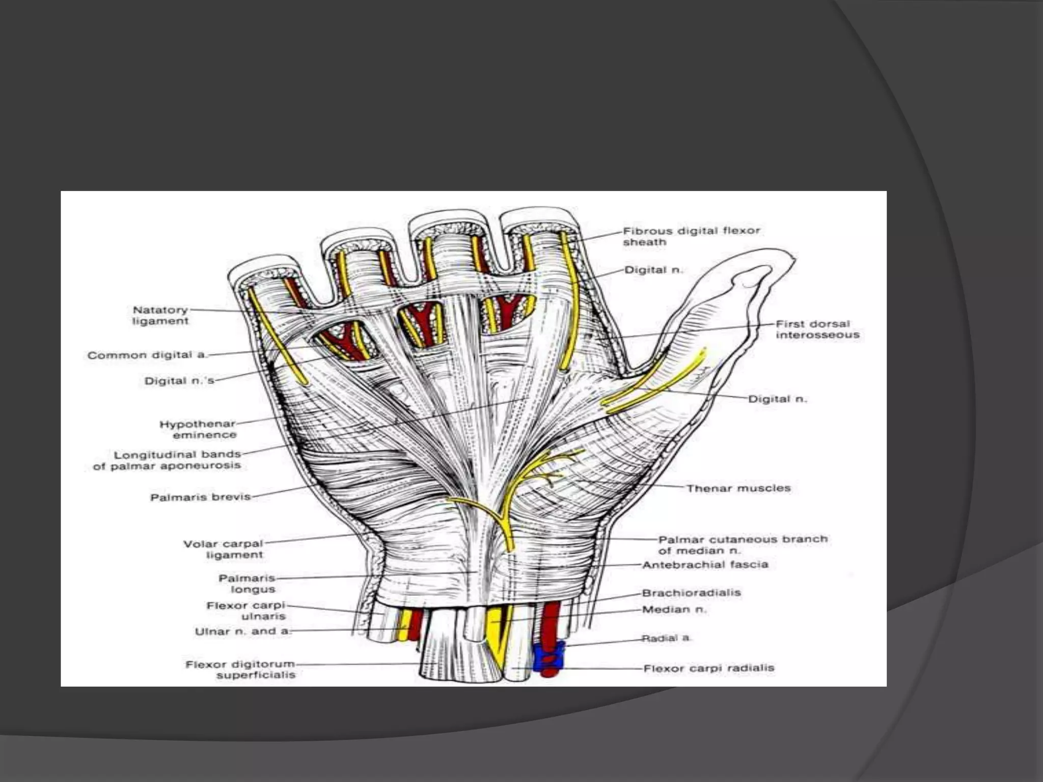 Detailed Hand surgical anatomy by mohamed abdelhady | PPTX