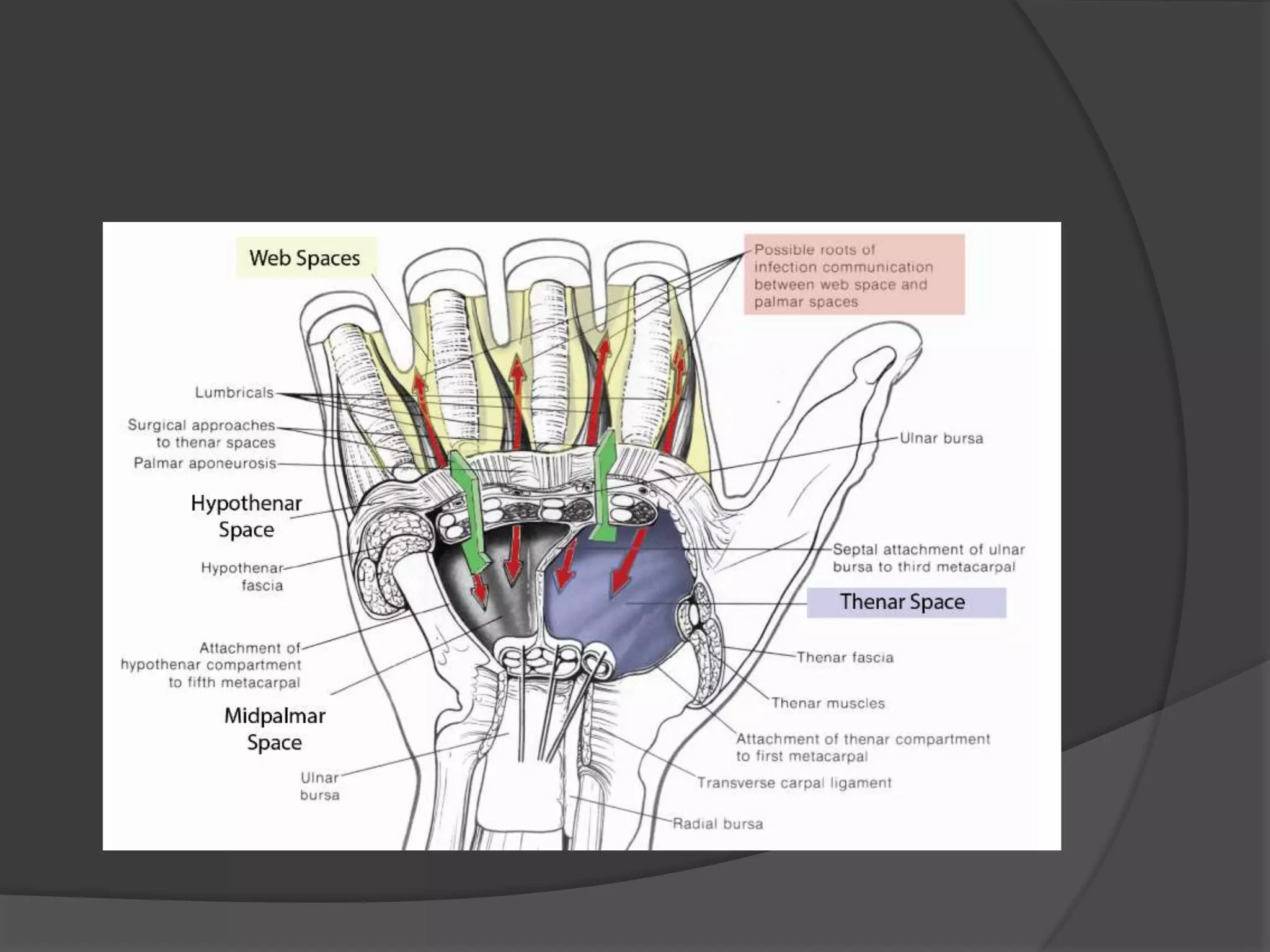 Detailed Hand surgical anatomy by mohamed abdelhady | PPTX