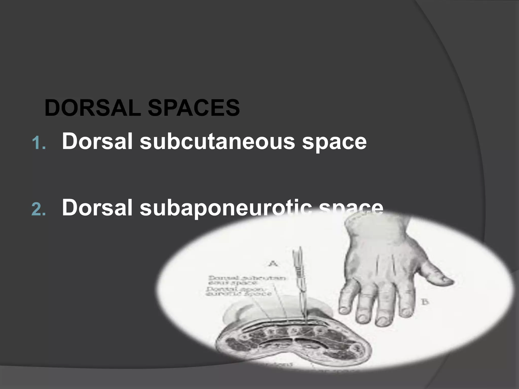 Detailed Hand surgical anatomy by mohamed abdelhady | PPTX