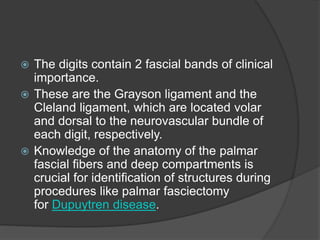 Detailed Hand surgical anatomy by mohamed abdelhady | PPTX