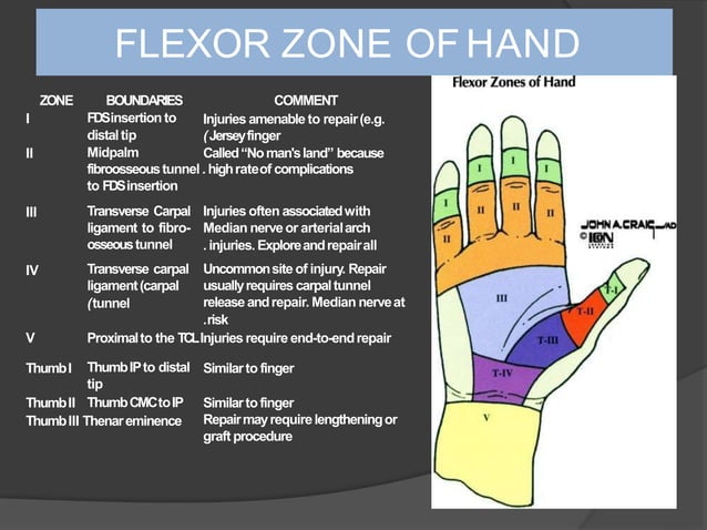 Detailed Hand surgical anatomy by mohamed abdelhady | PPTX | Death ...
