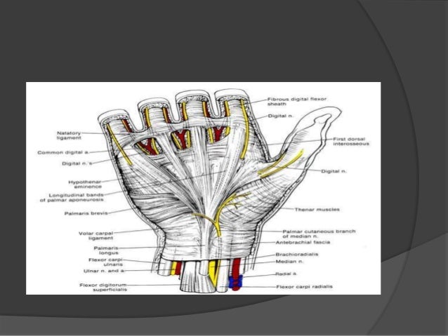 Detailed Hand surgical anatomy by mohamed abdelhady