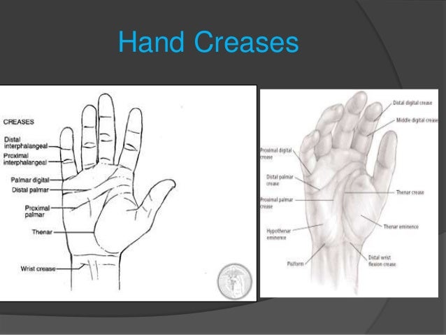 Detailed Hand surgical anatomy by mohamed abdelhady
