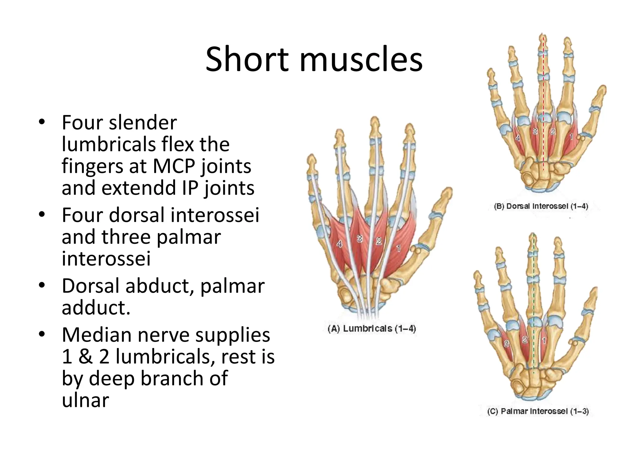 Hand, wrist and forearm gross anatomy .pptx