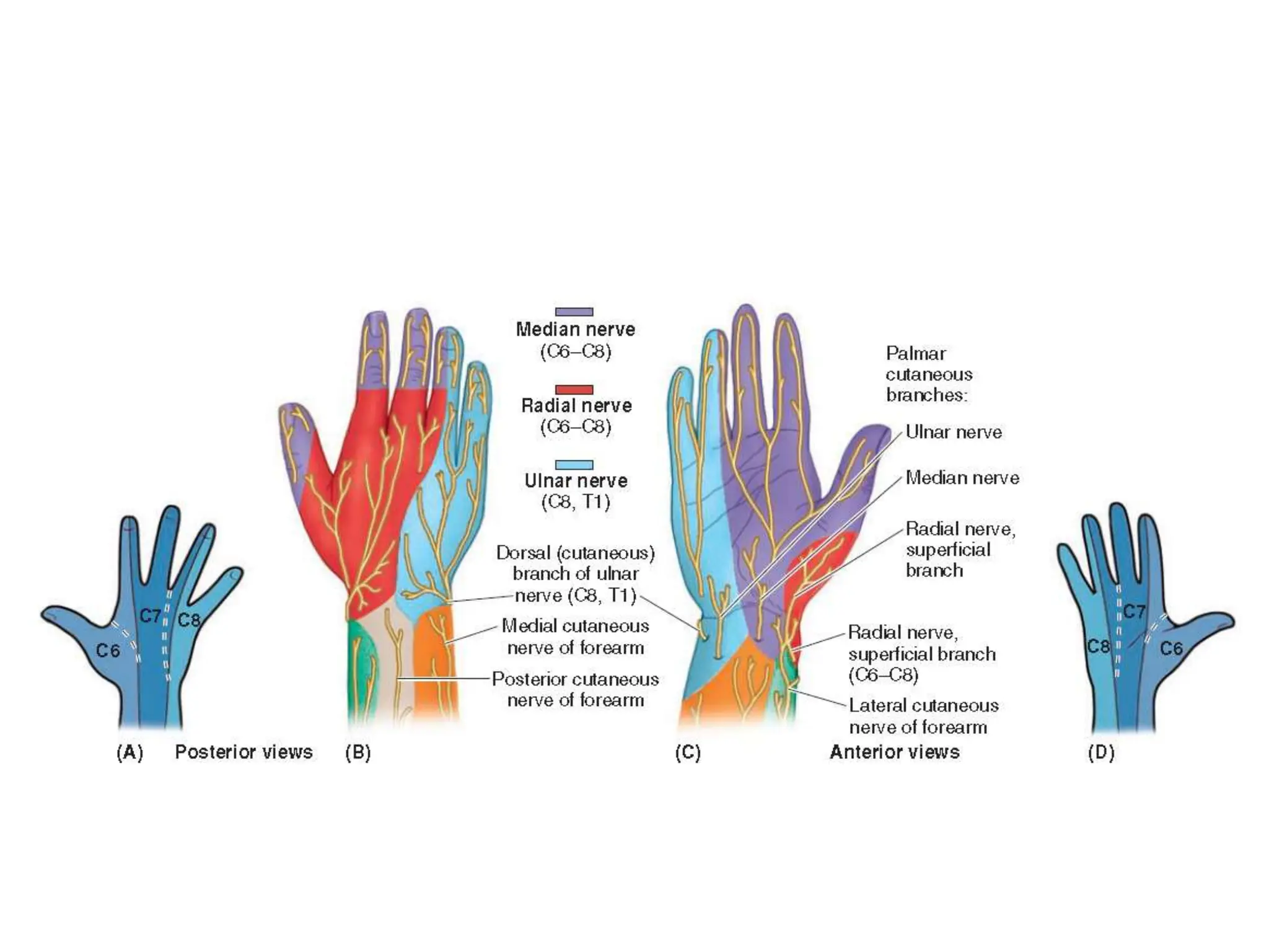 Hand, wrist and forearm gross anatomy .pptx