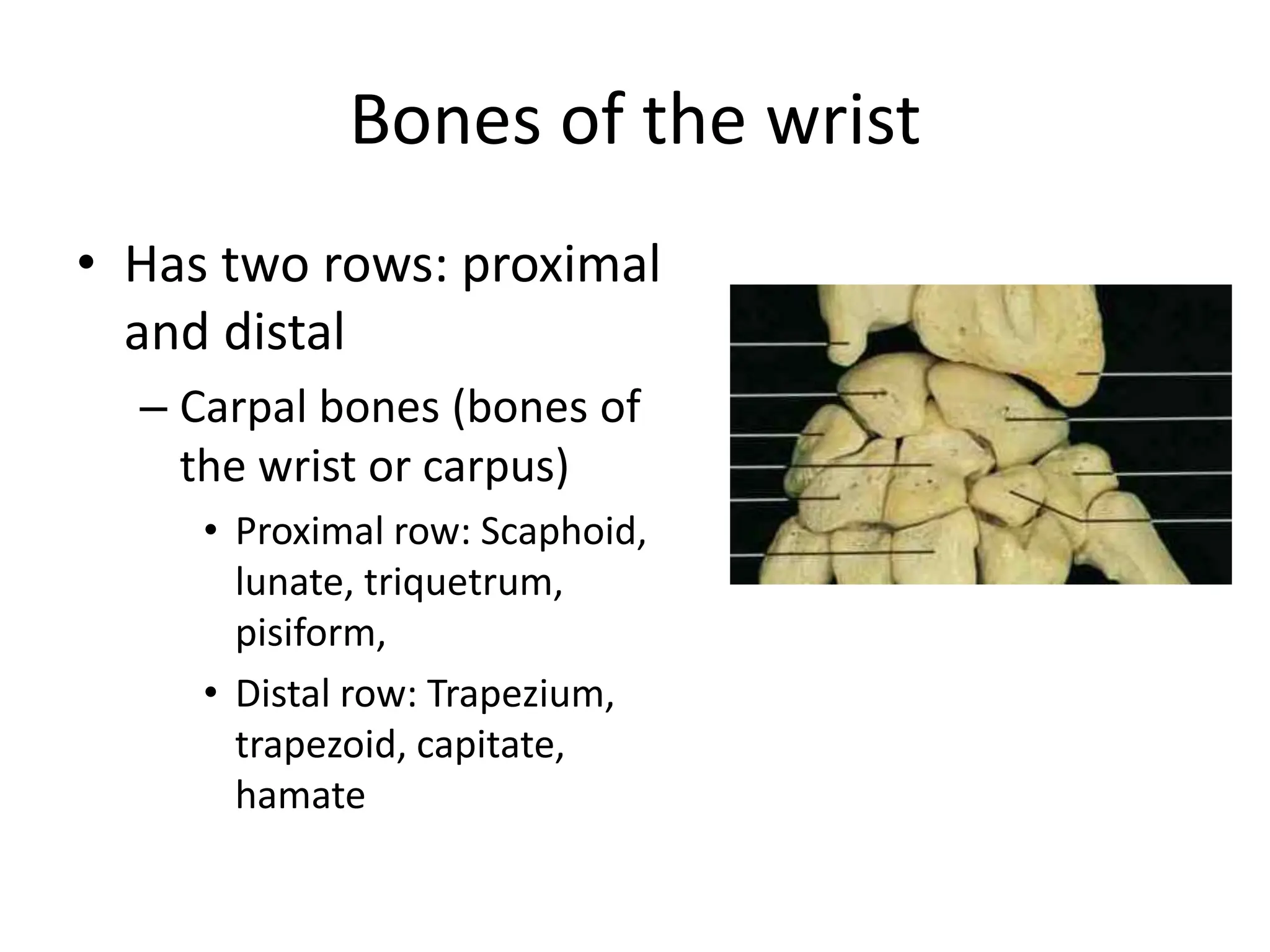 Hand, wrist and forearm gross anatomy .pptx