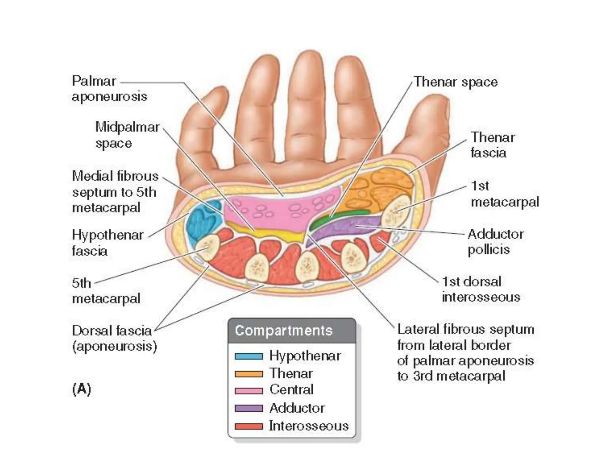 Hand, wrist and forearm gross anatomy .pptx