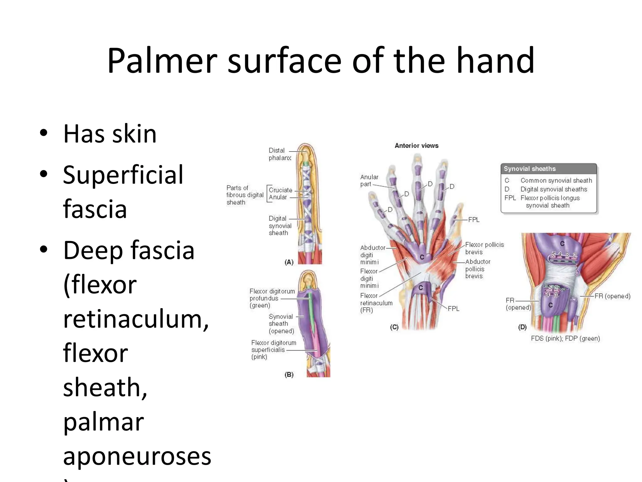 Hand, wrist and forearm gross anatomy .pptx