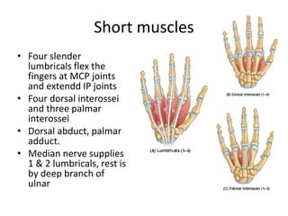 Hand, wrist and forearm gross anatomy .pptx