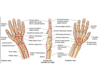Hand, wrist and forearm gross anatomy .pptx