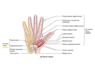 Hand, wrist and forearm gross anatomy .pptx