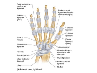 Hand, wrist and forearm gross anatomy .pptx