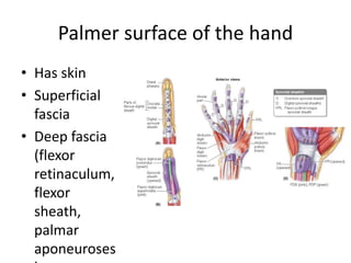 Hand, wrist and forearm gross anatomy .pptx