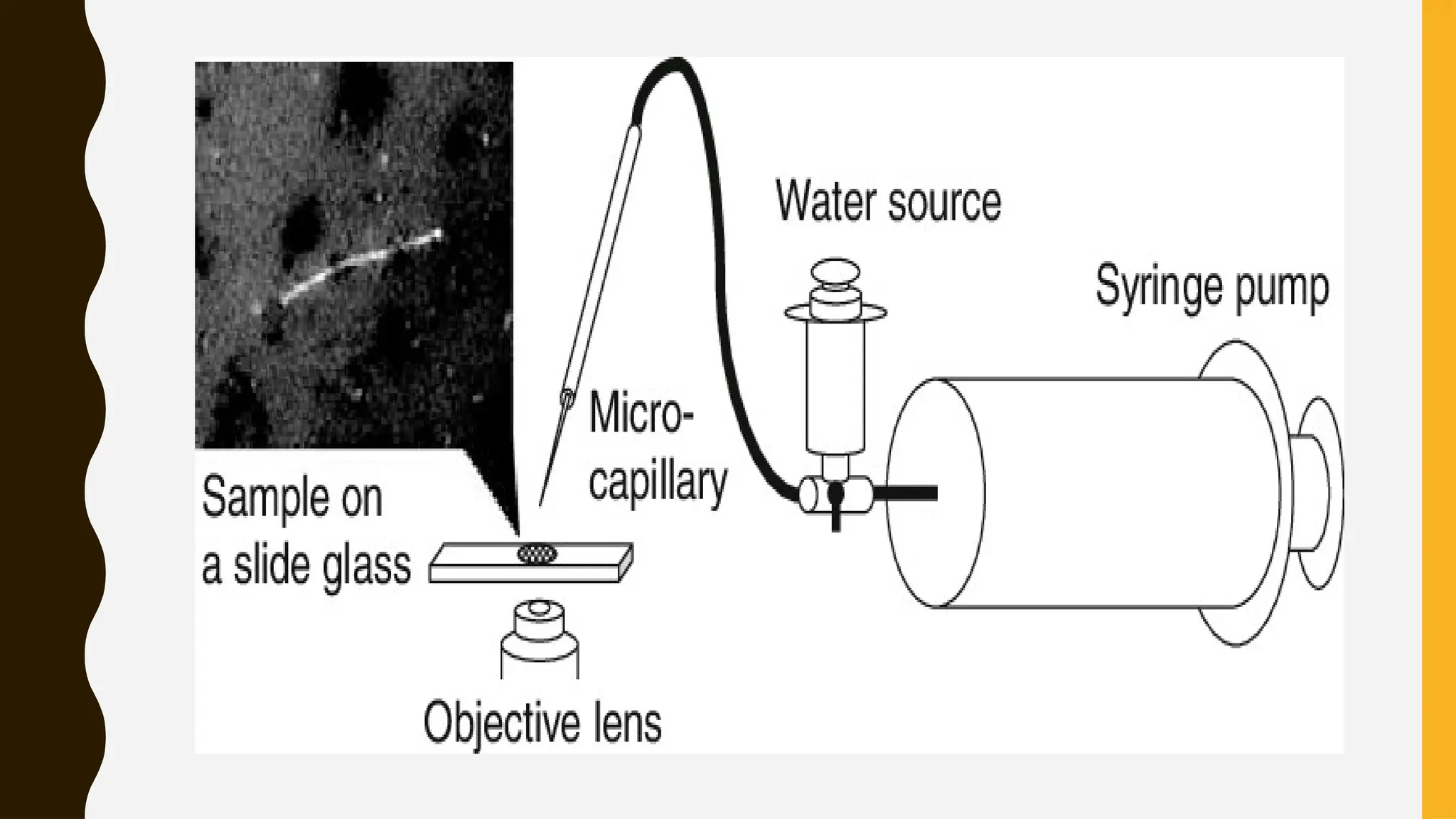 Hanging Drop Method_microbiology_KripaRaghunathan.pptx