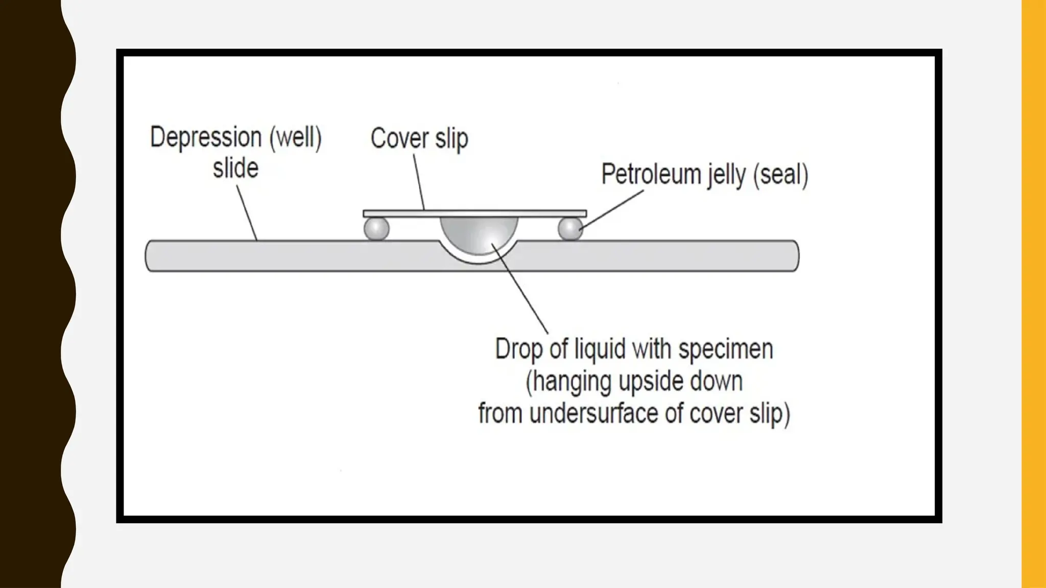 Hanging Drop Method_microbiology_KripaRaghunathan.pptx