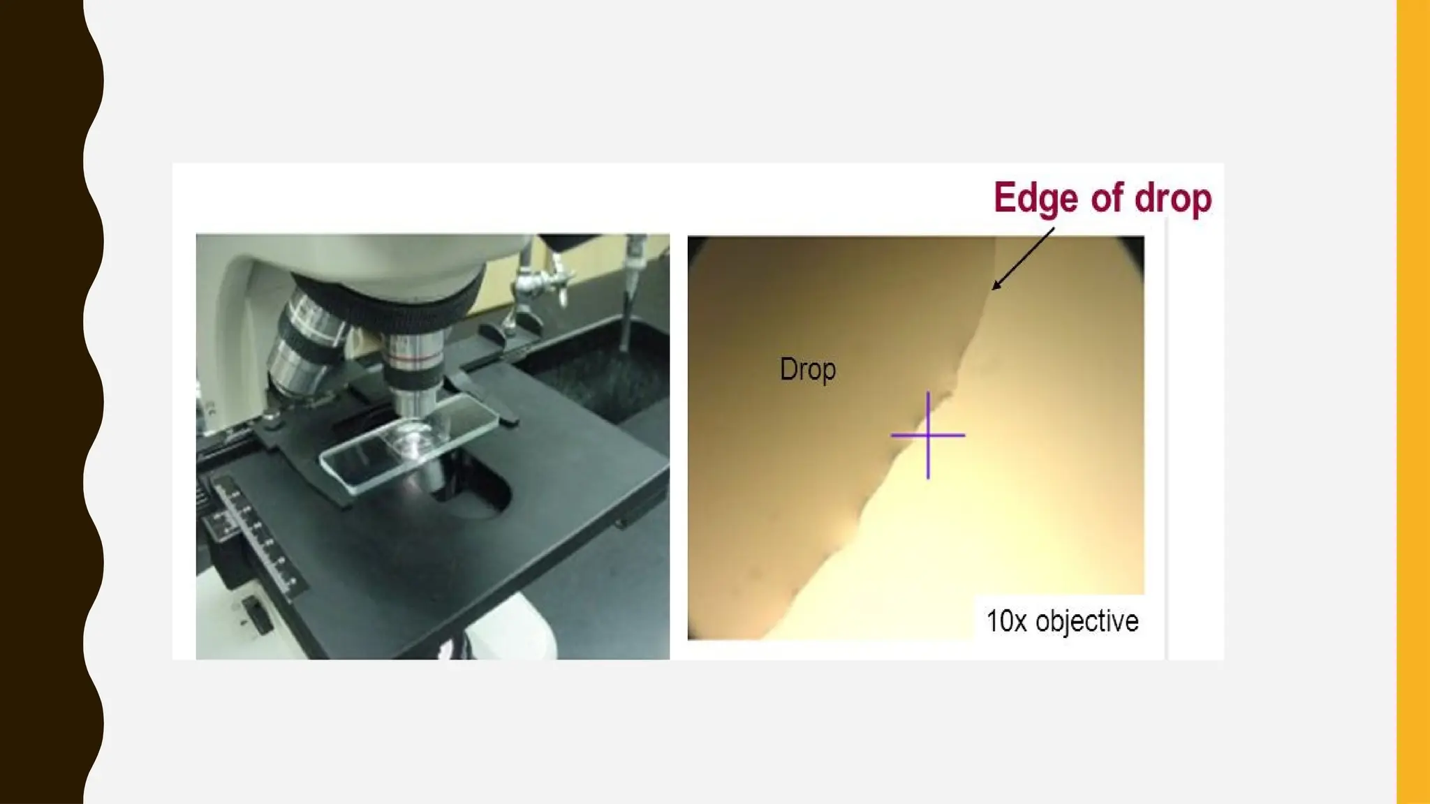 Hanging Drop Method_microbiology_KripaRaghunathan.pptx