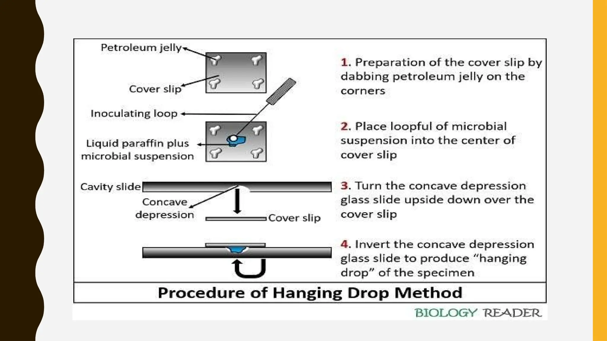 Hanging Drop Method_microbiology_KripaRaghunathan.pptx
