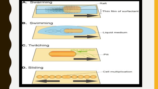 Hanging Drop Method_microbiology_KripaRaghunathan.pptx