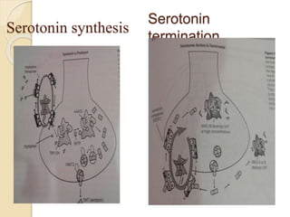 Hanipsych,,serotonin | PPTX