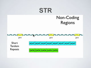 DNA TYPING | PPTX