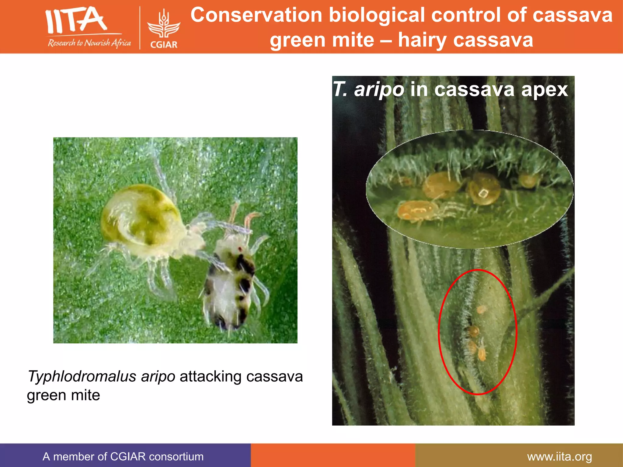 Cassava pests and disease | PDF