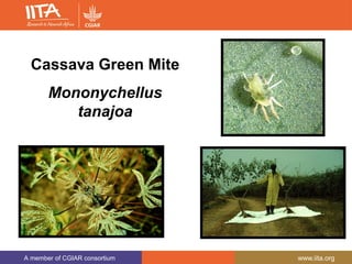 Cassava pests and disease | PDF