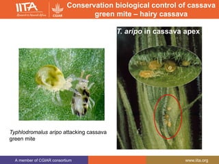 Cassava pests and disease | PDF