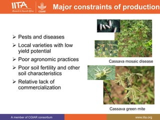Cassava pests and disease | PDF