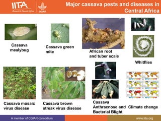 Cassava pests and disease | PDF
