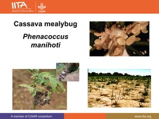 Cassava pests and disease | PDF