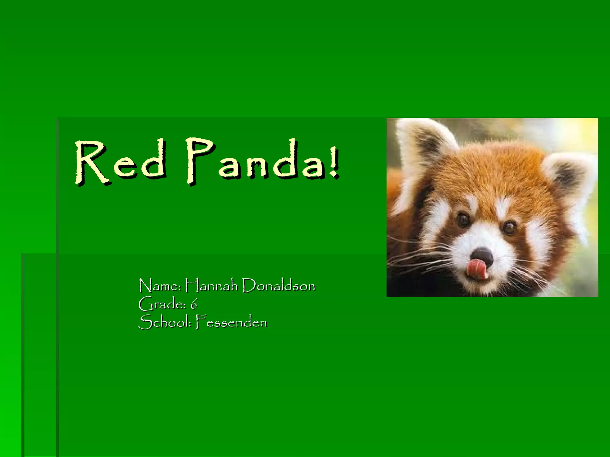 Hannah donaldson red panda! | PPT
