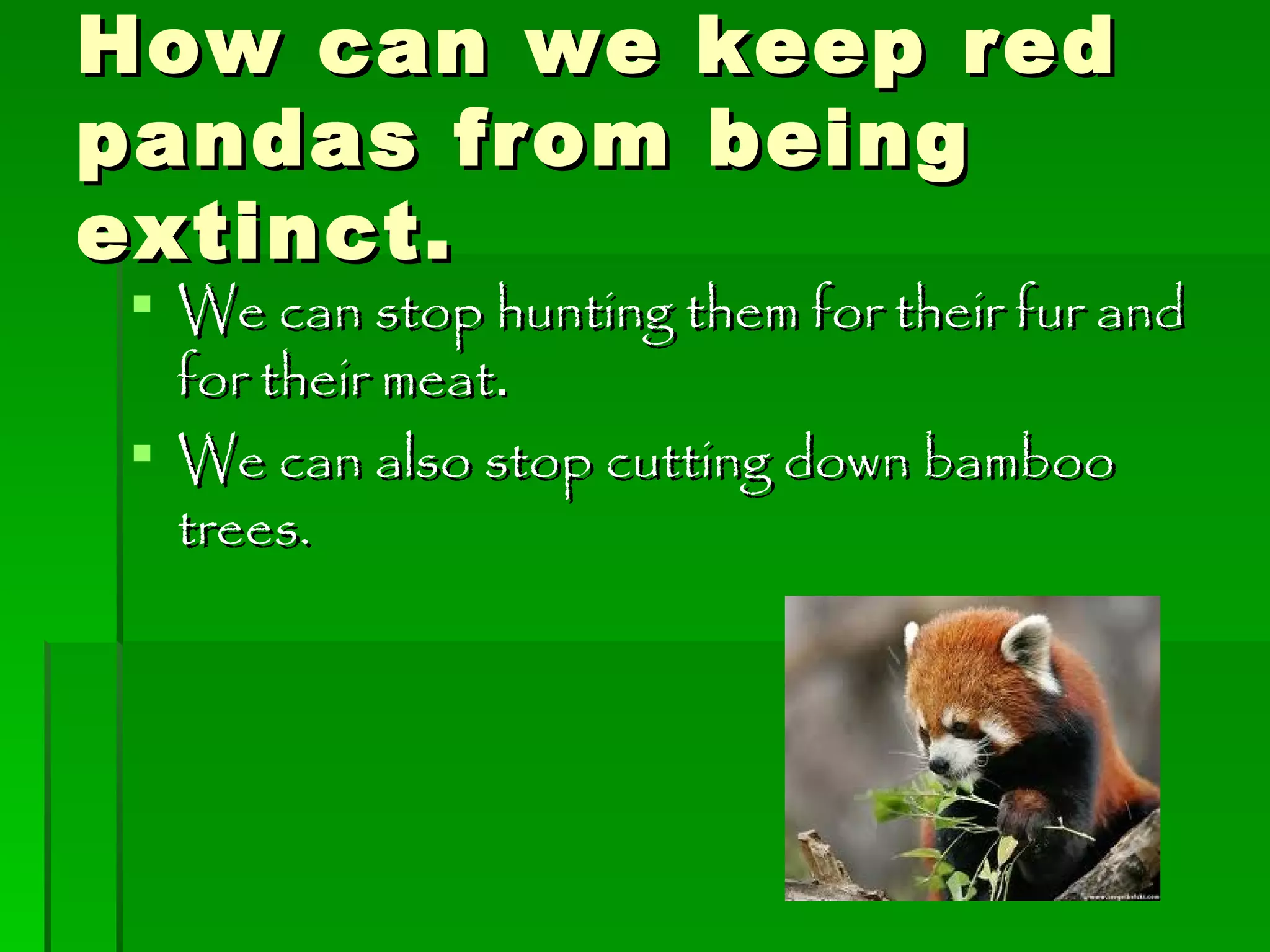 Hannah donaldson red panda! | PPT