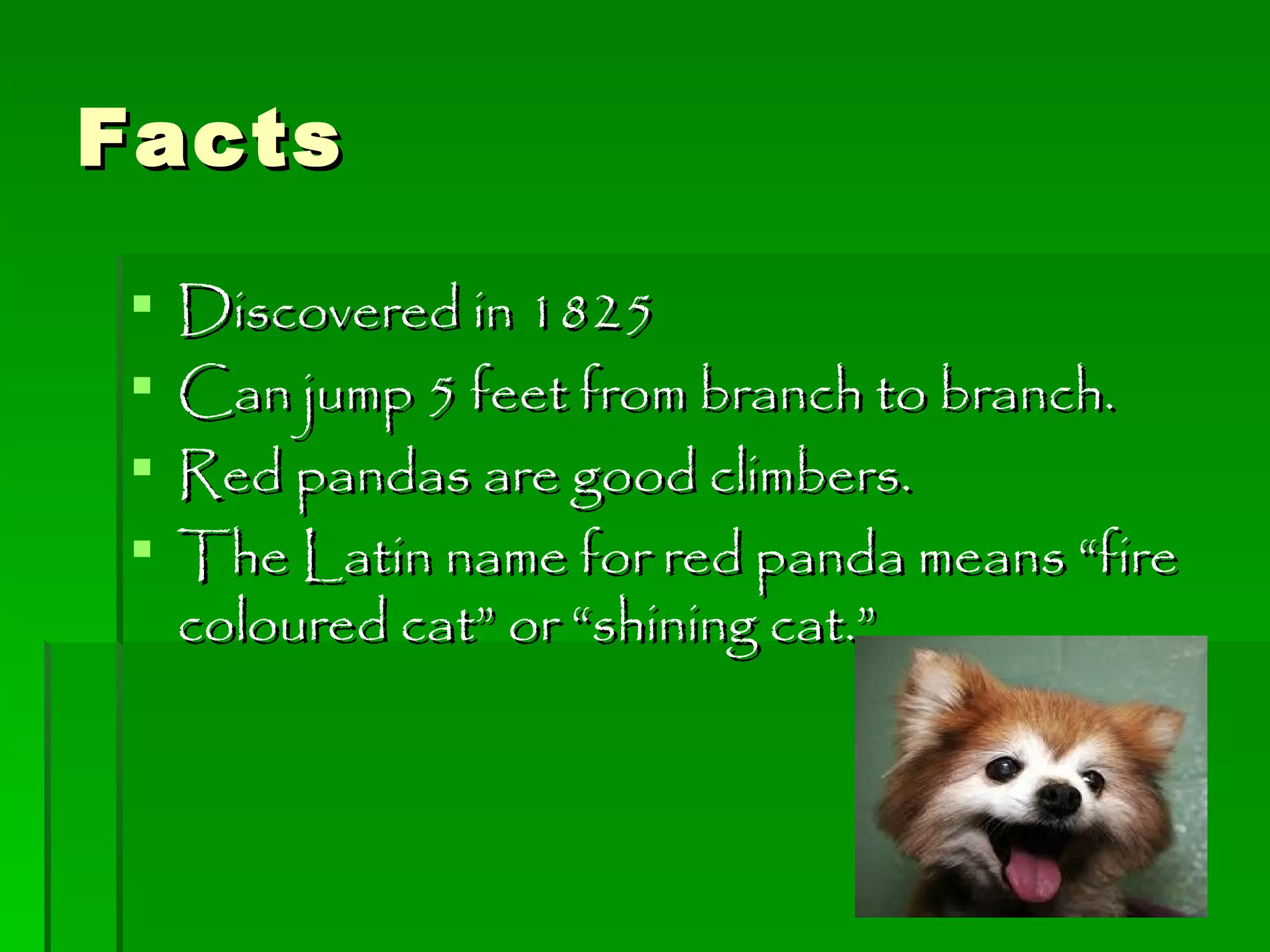 Hannah donaldson red panda! | PPT
