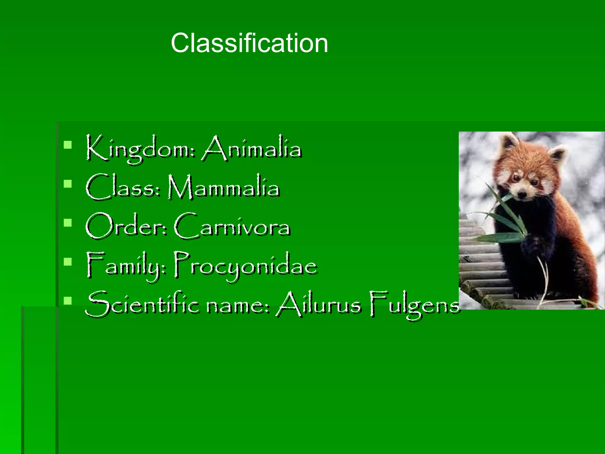 Hannah donaldson red panda! | PPT