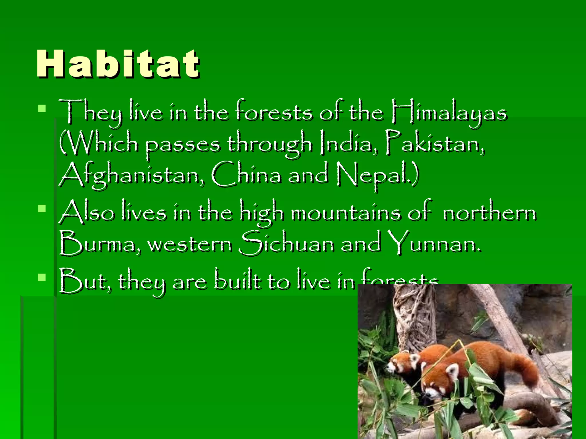 Hannah donaldson red panda! | PPT