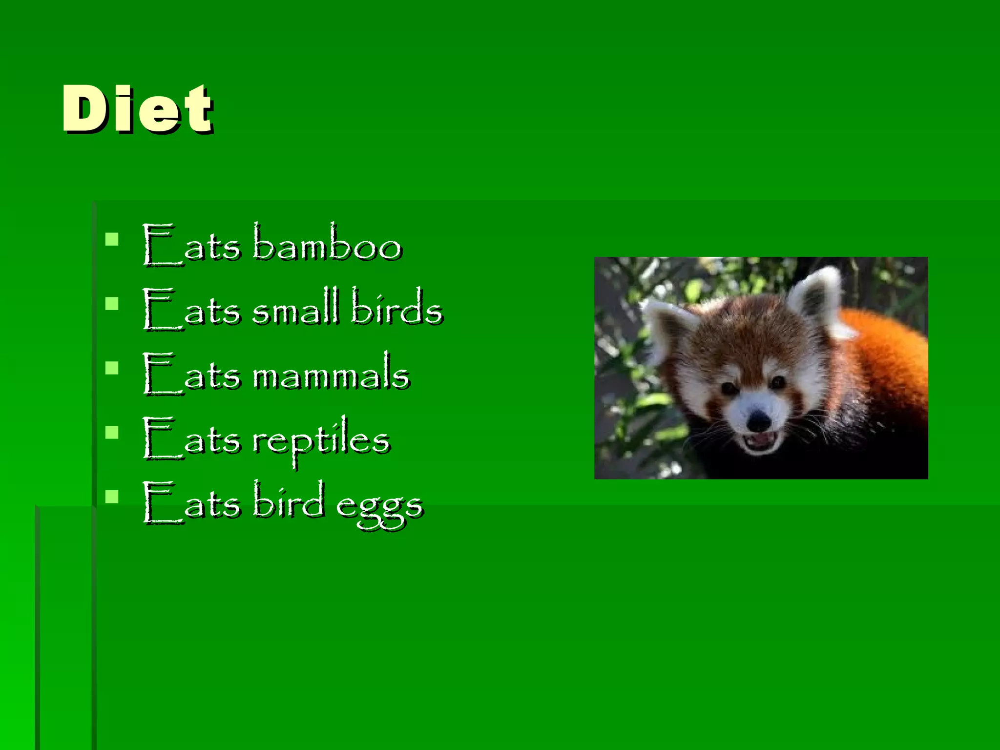 Hannah donaldson red panda! | PPT