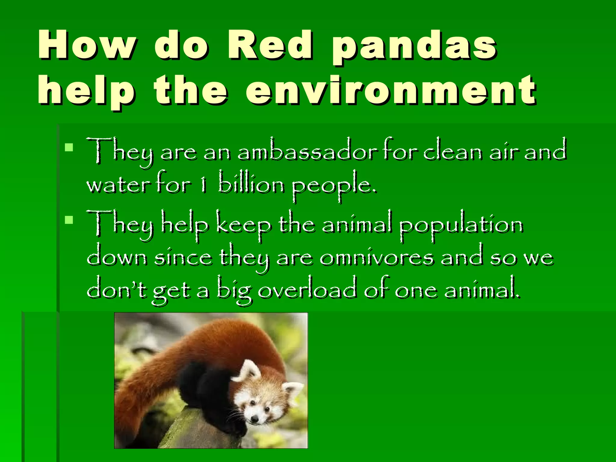 Hannah donaldson red panda! | PPT