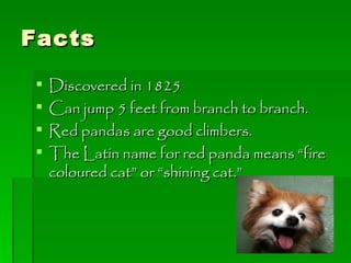 Hannah donaldson red panda! | PPT