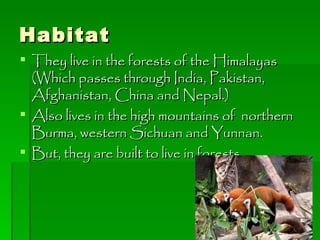 Hannah donaldson red panda! | PPT