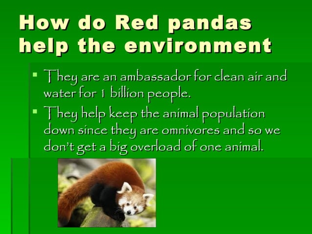 Hannah donaldson red panda! | PPT