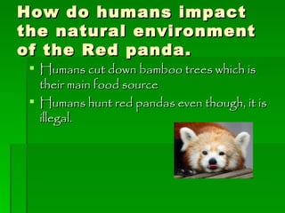 Hannah donaldson red panda! | PPT