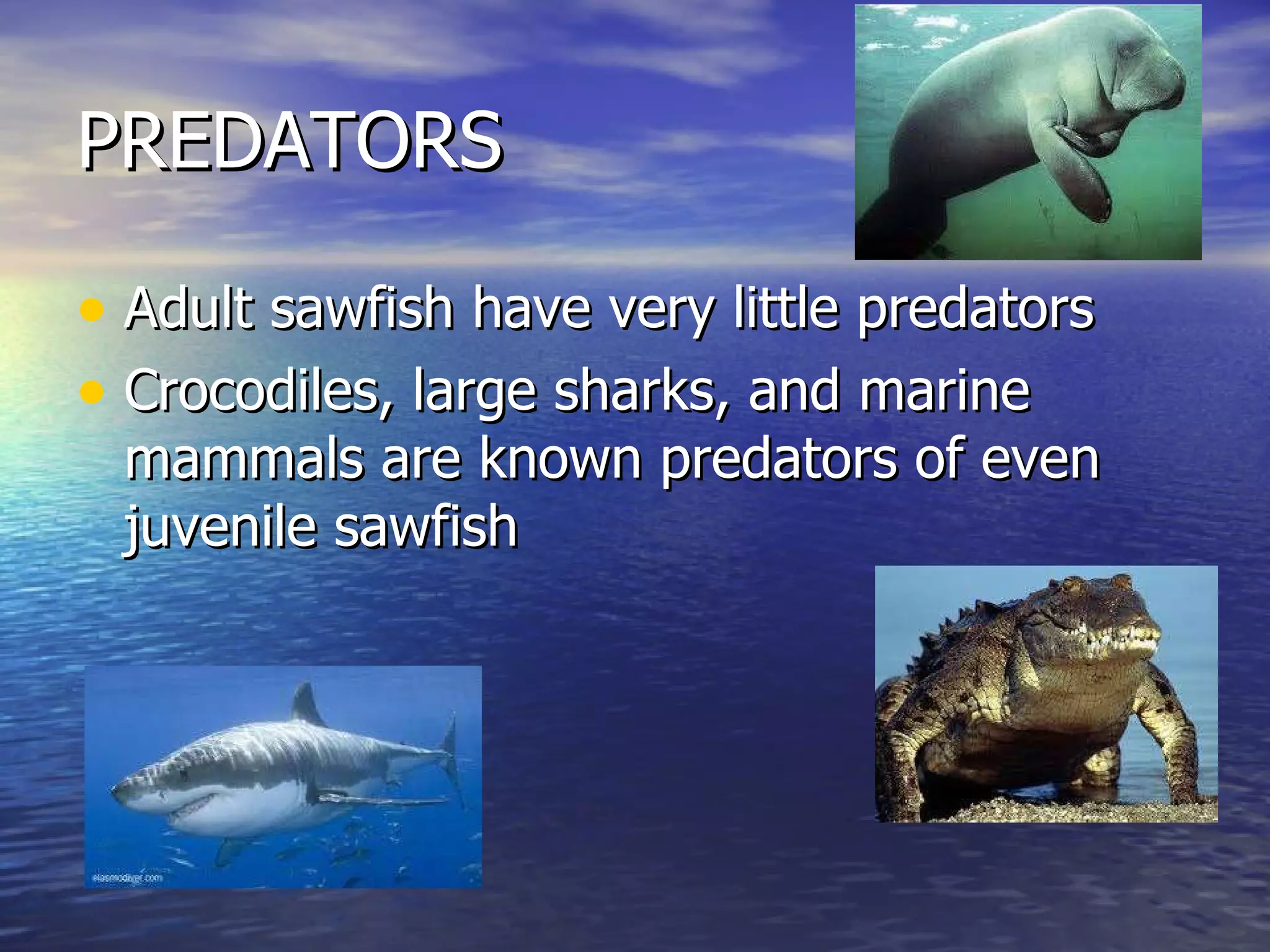 Hannah naylor sawfish | PPT