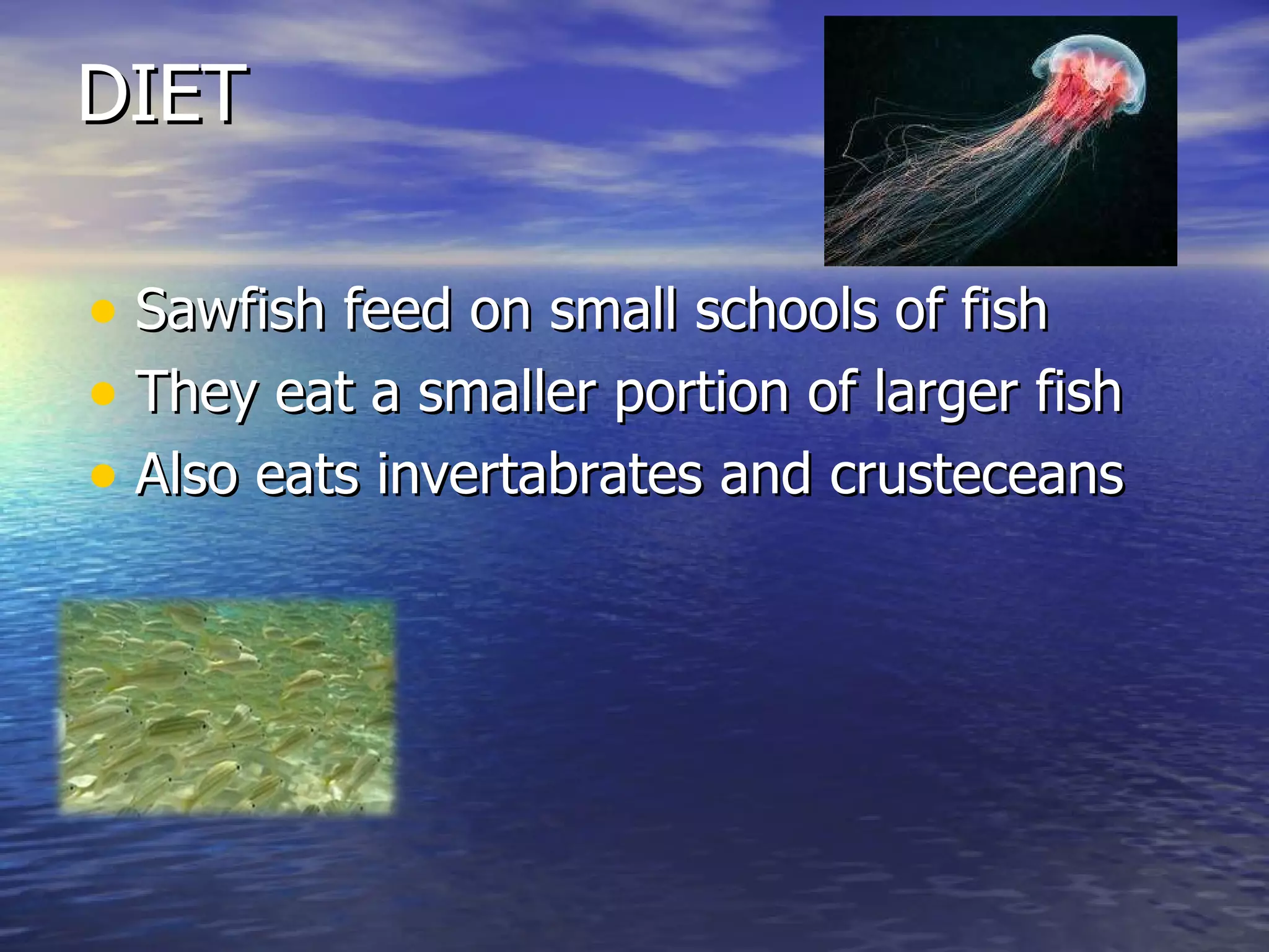 Hannah naylor sawfish | PPT