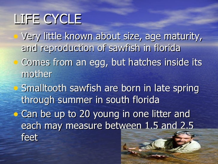 Hannah naylor sawfish