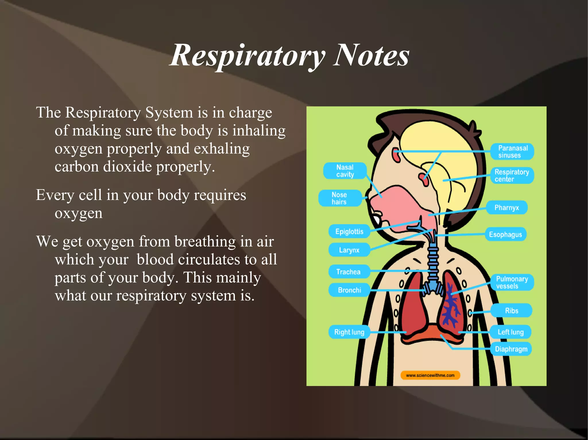 Respiratory System | ODP