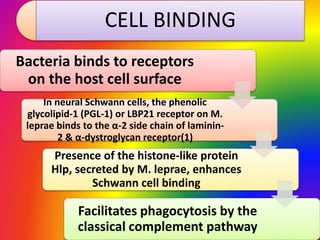 Hansen disease medical microbiology presentation by Ruth Naomi Manuel | PPT