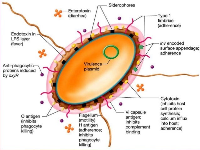 Hansen disease medical microbiology presentation by Ruth Naomi Manuel