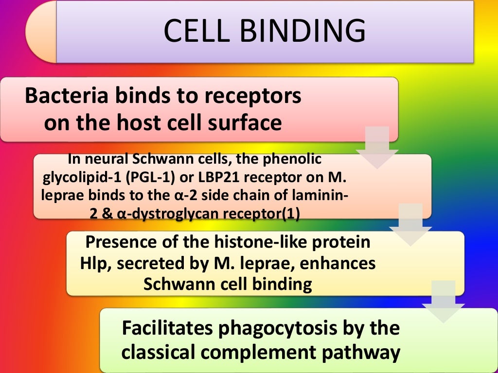 Hansen disease medical microbiology presentation by Ruth Naomi Manuel