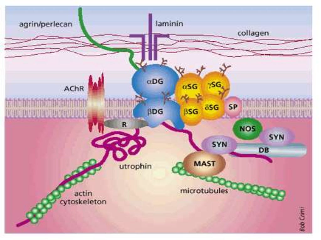Hansen disease medical microbiology presentation by Ruth Naomi Manuel
