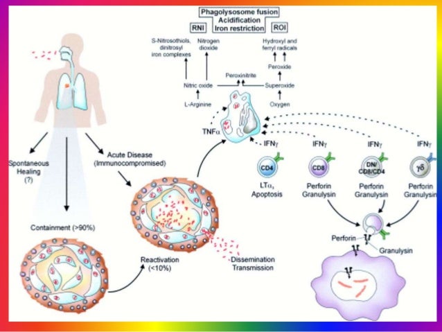Hansen disease medical microbiology presentation by Ruth Naomi Manuel